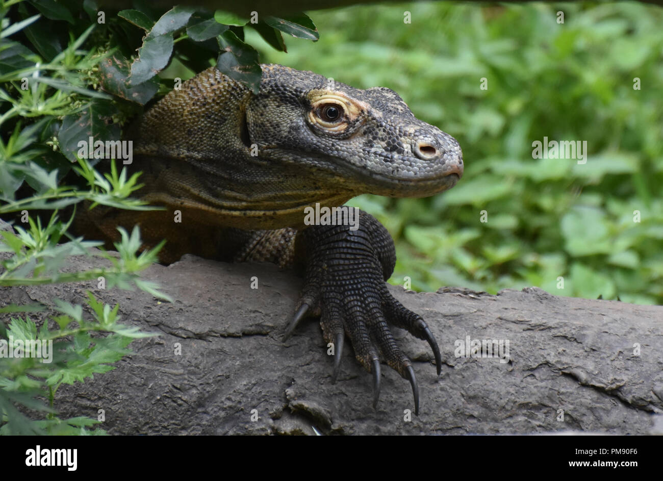 Photography komodo dragons hi-res stock photography and images - Alamy