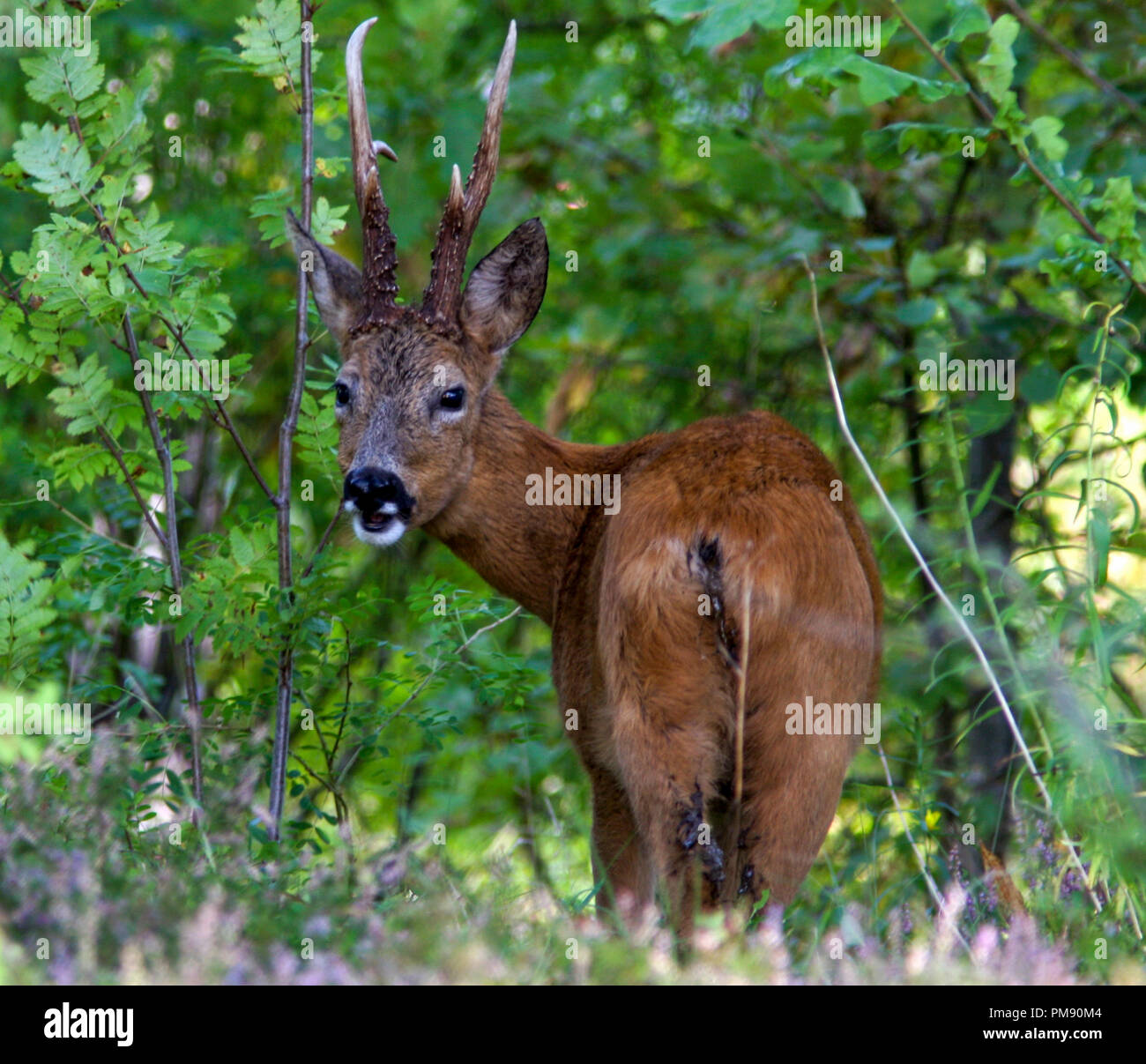 Roebuck hi-res stock photography and images - Alamy