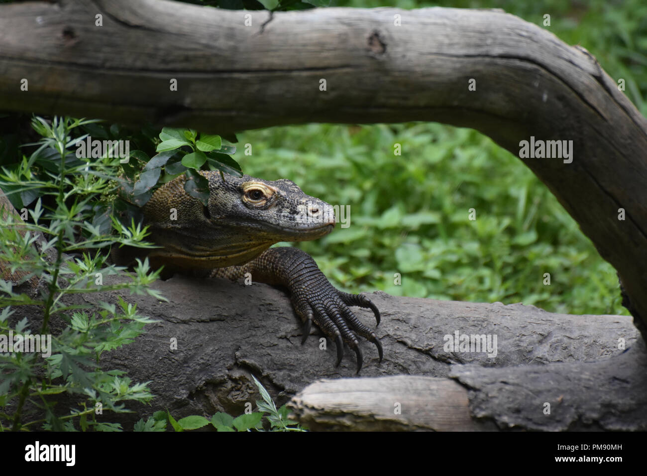 Long claws on a large komodo monitor lizard Stock Photo - Alamy