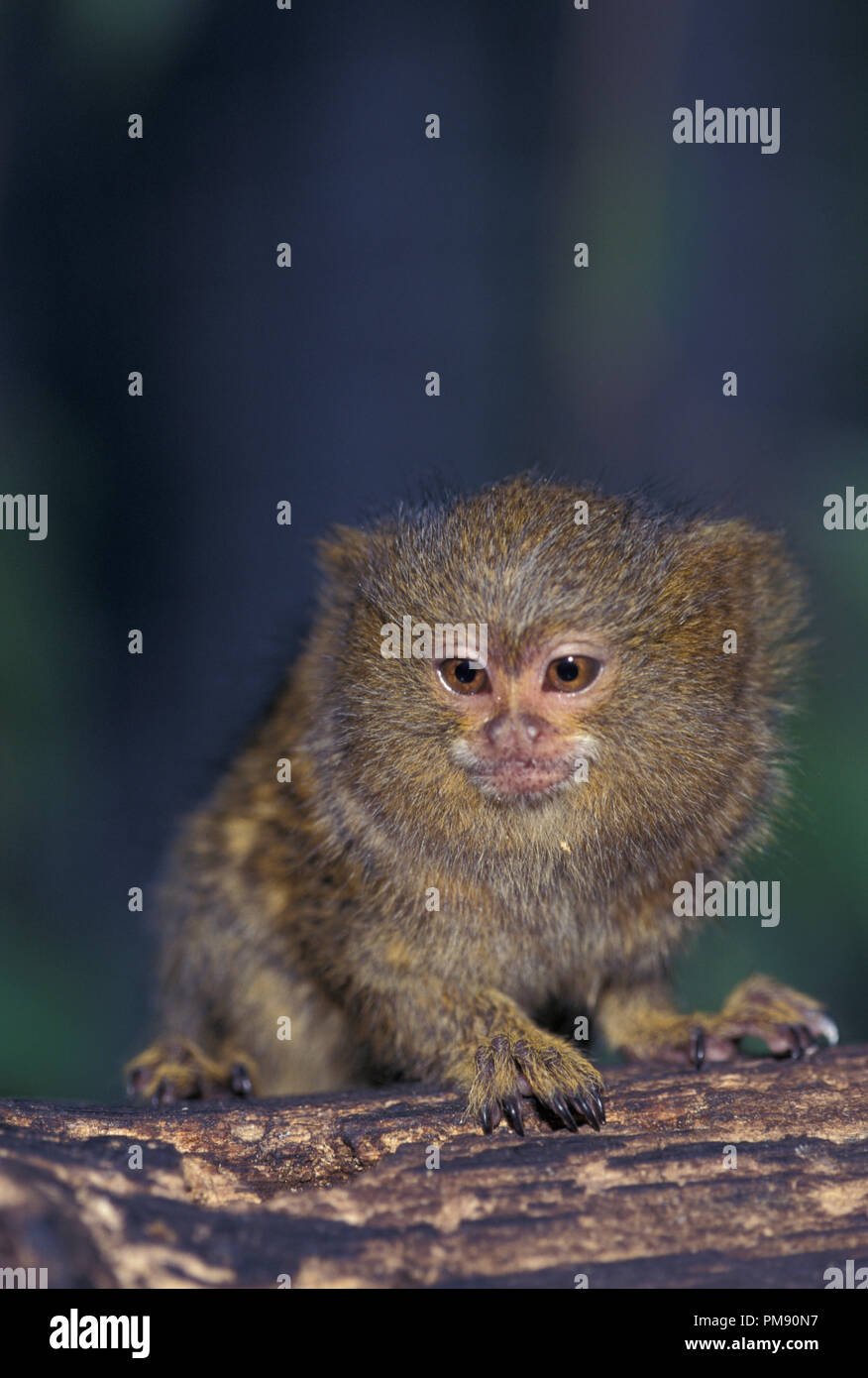 Smallest true monkey hi-res stock photography and images - Alamy