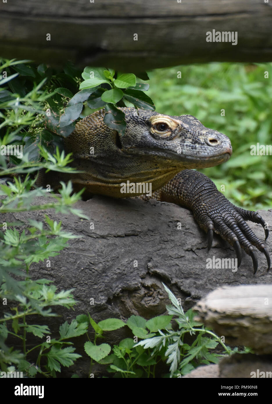 Amazing wild komodo dragon creeping through nature Stock Photo - Alamy