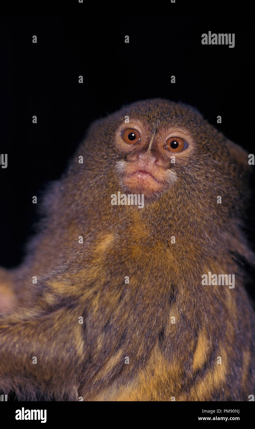 Pygmy marmoset cebuella pygmaea dwarf hi-res stock photography and ...