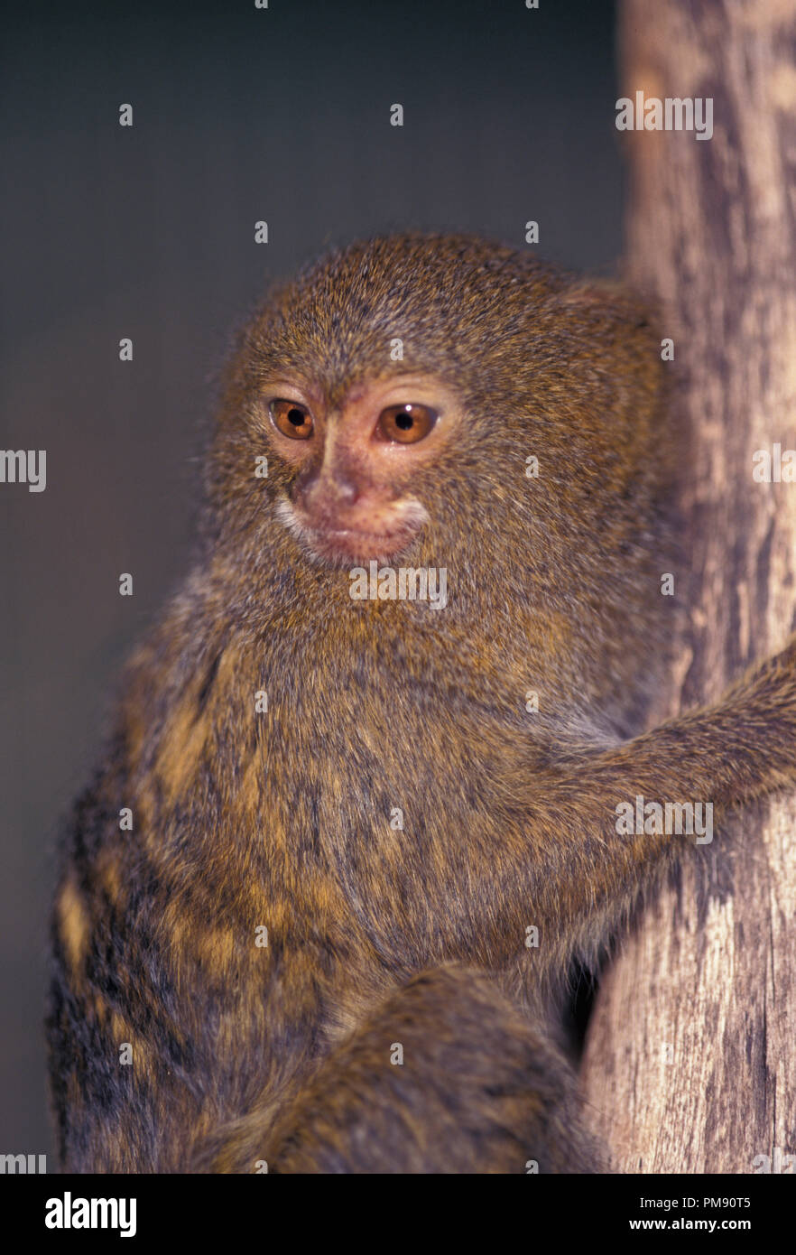 NOT 1166762 PYGMY MARMOSET Cebuella pygmaea smallest true monkey South ...