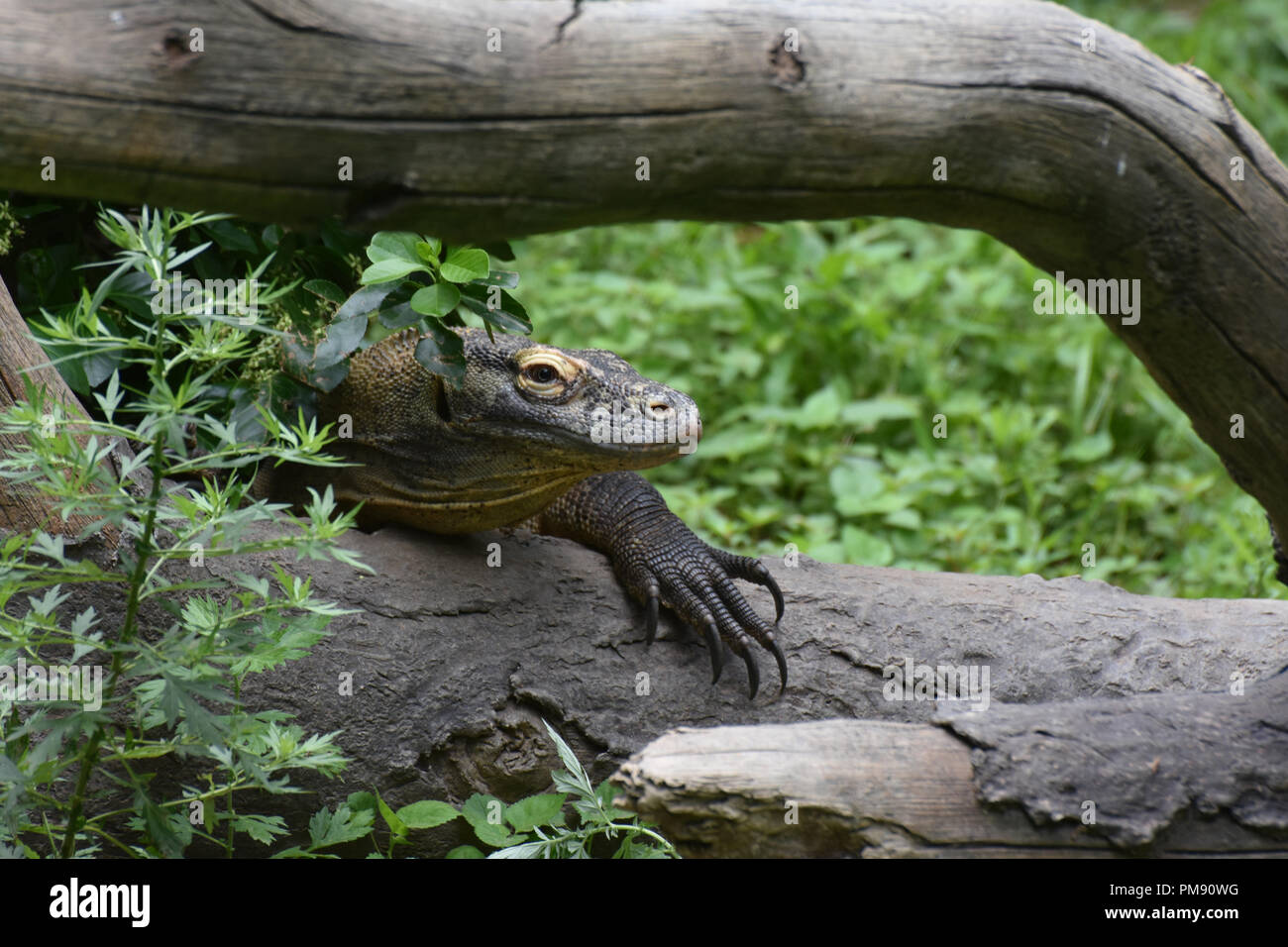 Wild komodo dragon climbing over the remains of a fallen tree Stock ...