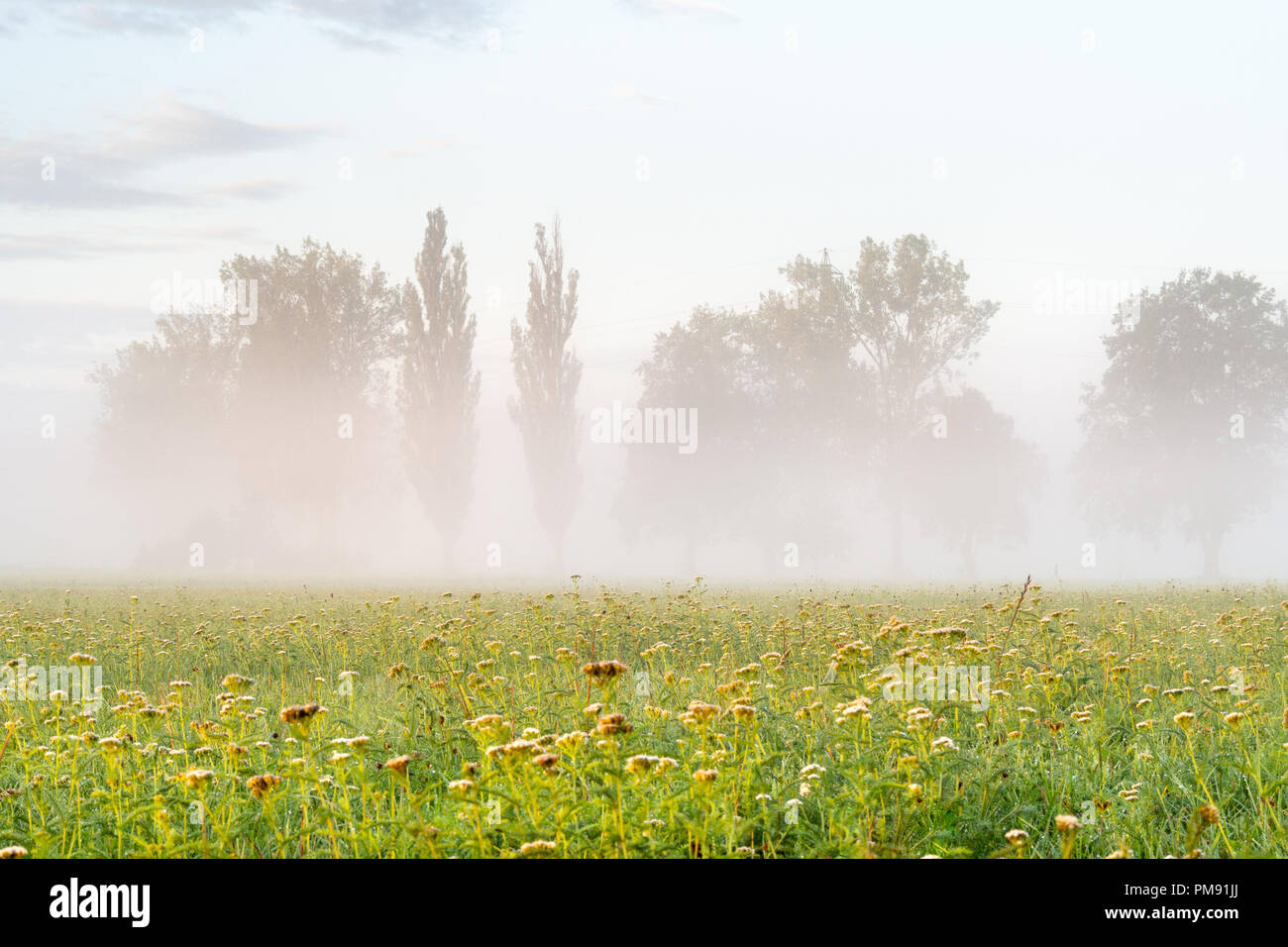 Fog in the landscape. Morning haze by the sunrise Stock Photo - Alamy