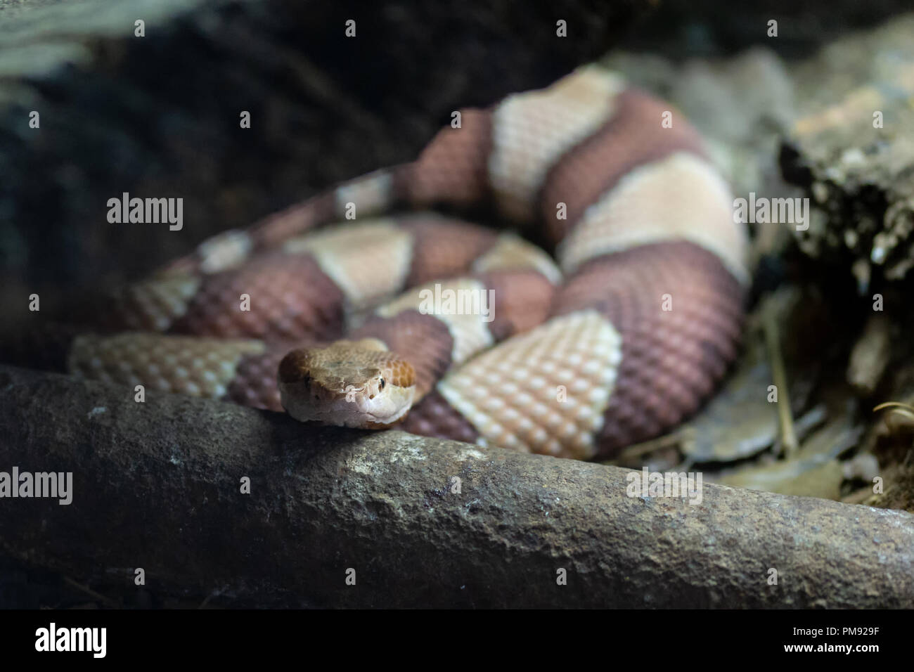 Spectacle Snake High Resolution Stock Photography and Images - Alamy