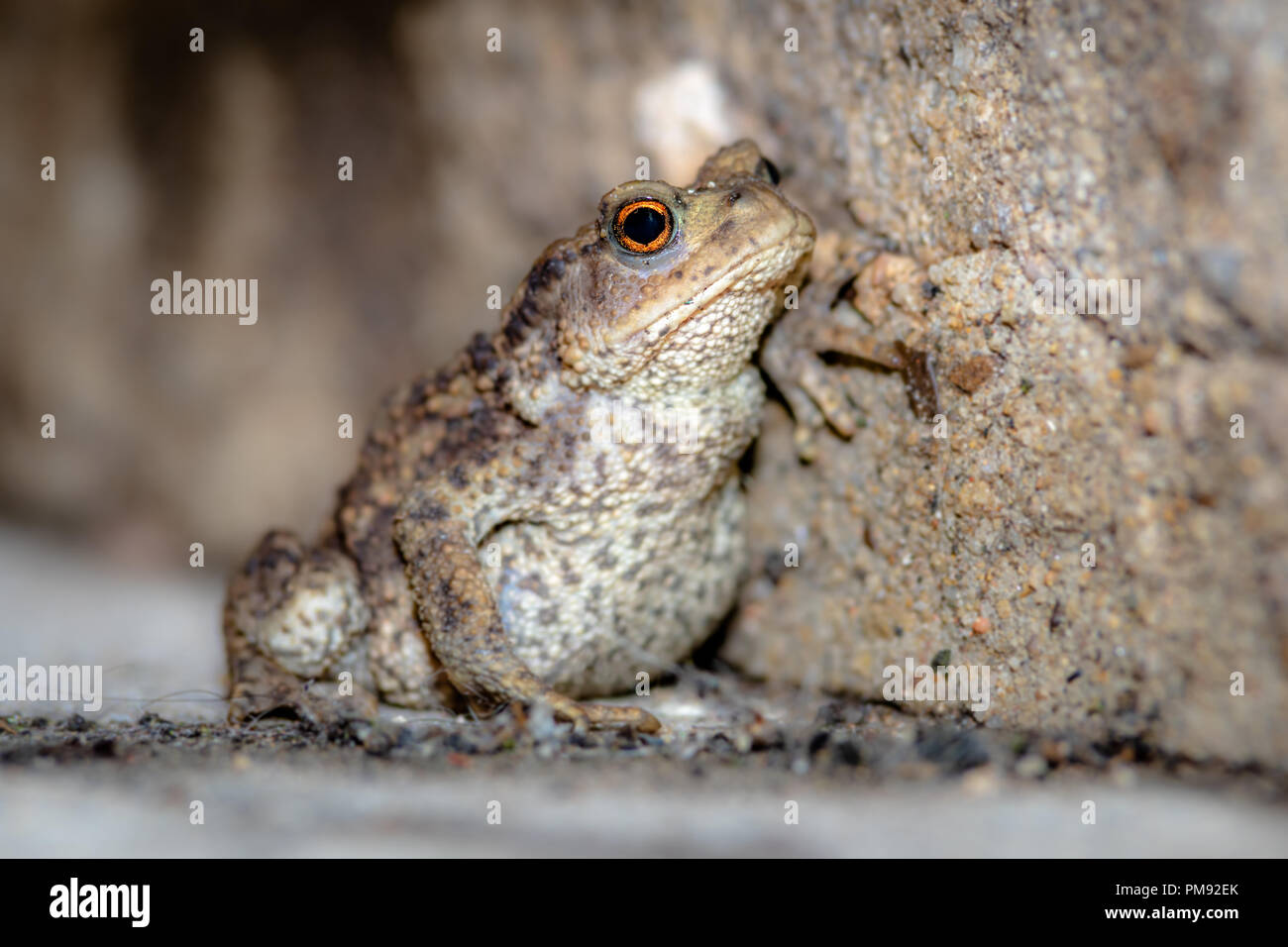 A portrait of a Common Toad set against a small stone wall Stock Photo ...