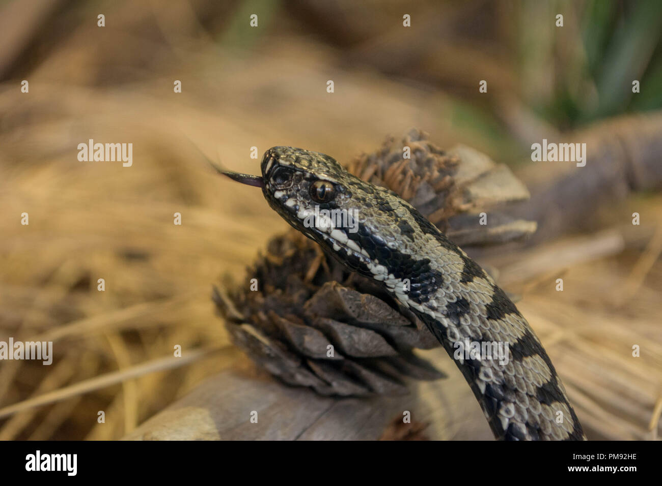 Common cross adder hi-res stock photography and images - Alamy