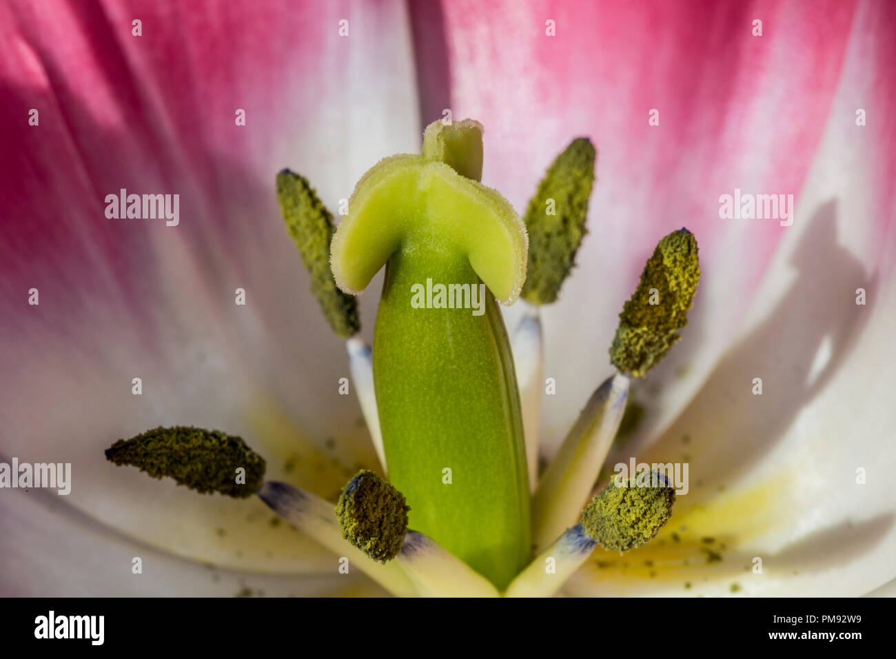 Beautiful colourfull macro close up of the inside of a flower Stock ...