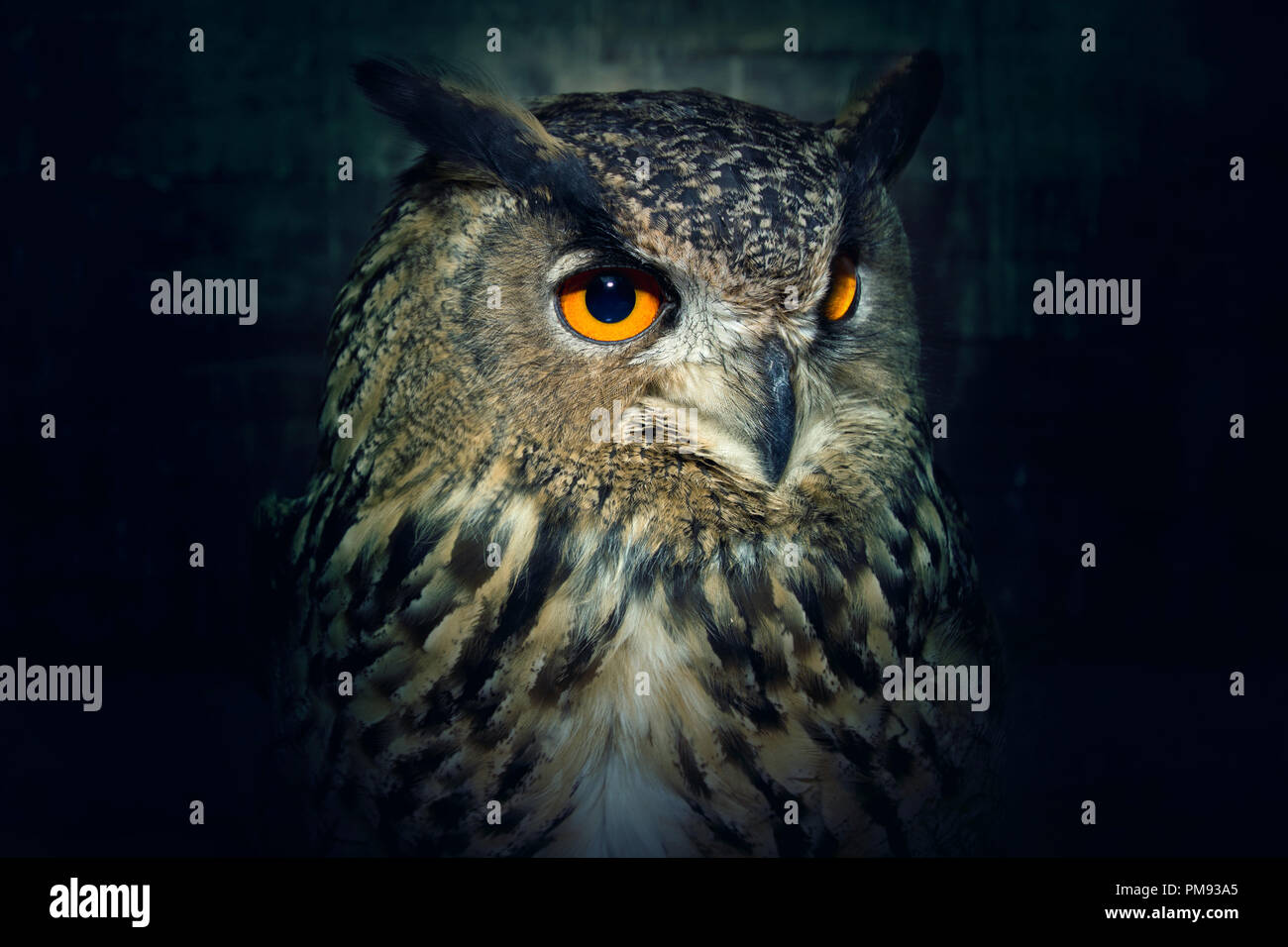 Night bird of prey hi-res stock photography and images - Alamy