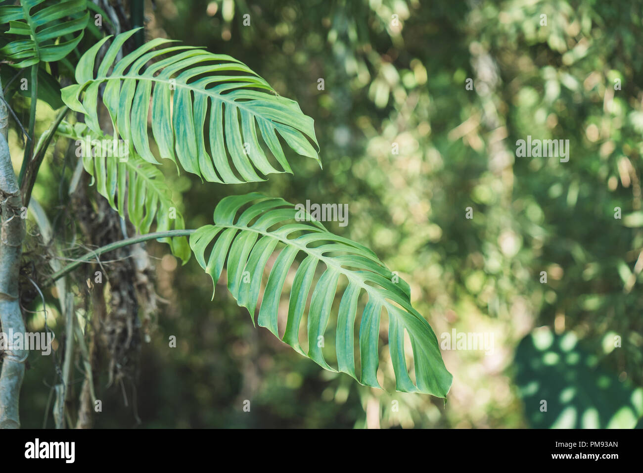 tropical leaves on rainforest Stock Photo - Alamy