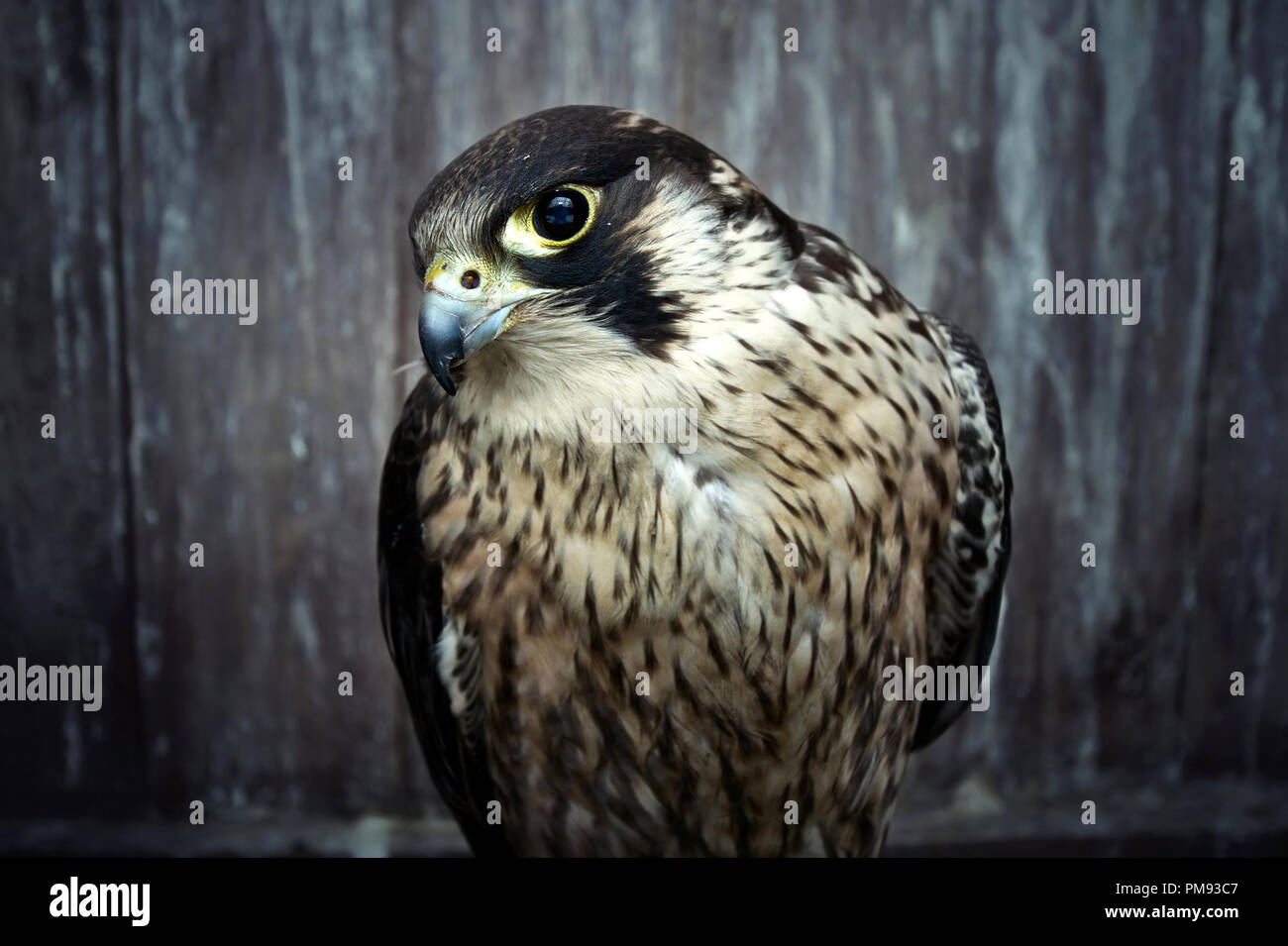 Peregrine falcon, Duck hawk close up. Bird of prey portrait Stock Photo ...