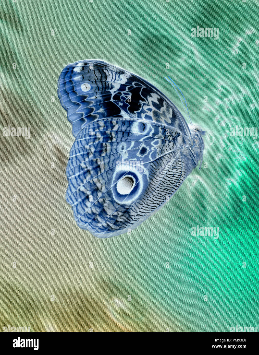 Scan of a butterfly on fabric Stock Photo - Alamy