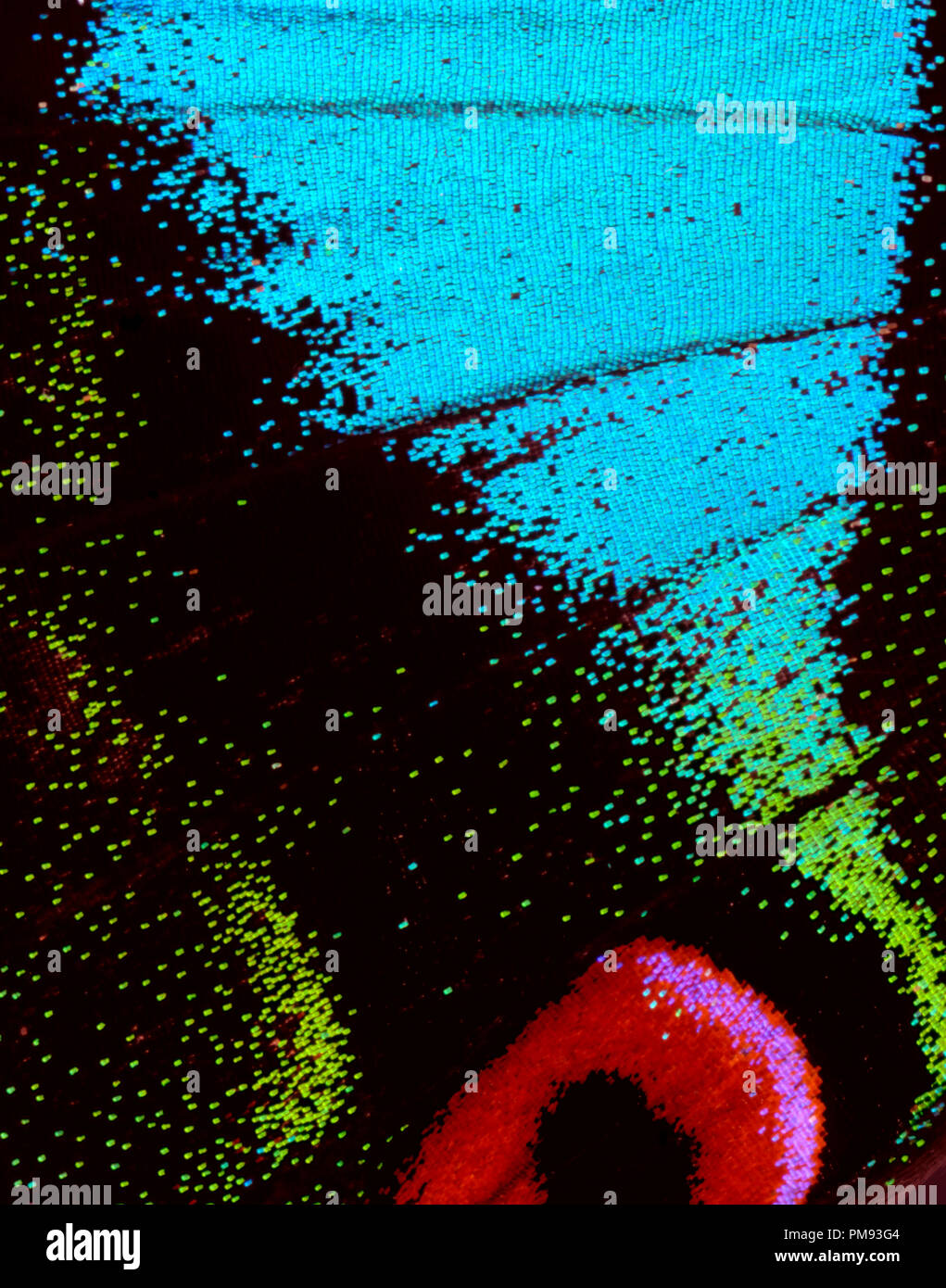 Scan of a Butterfly Wing Stock Photo - Alamy