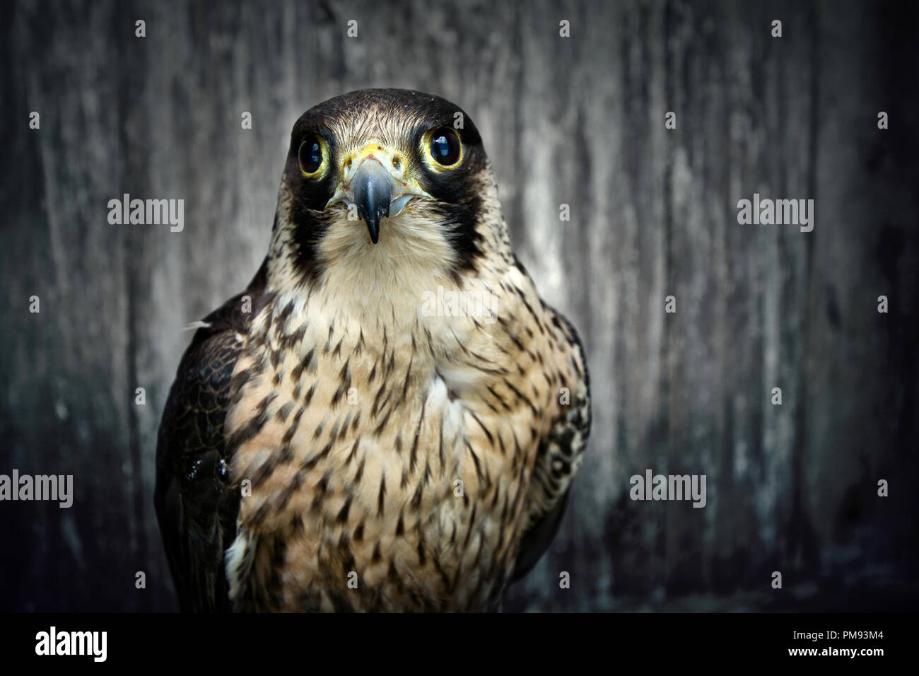 Peregrine falcon, Duck hawk close up. Bird of prey portrait Stock Photo ...