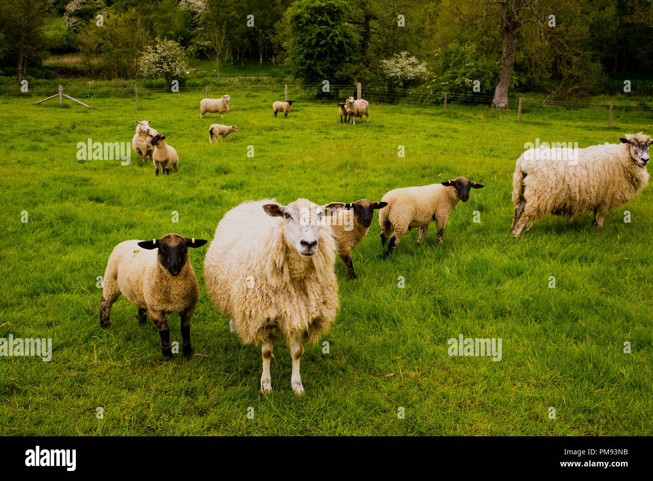 Beautiful Cotswolds sheep saying hello on the Cotswold Way Public ...