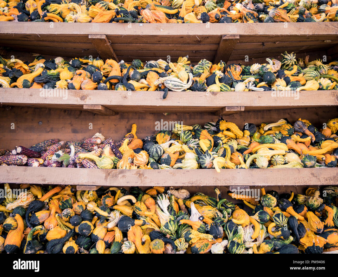 Image of little pumkins and corn in a shelf Stock Photo - Alamy