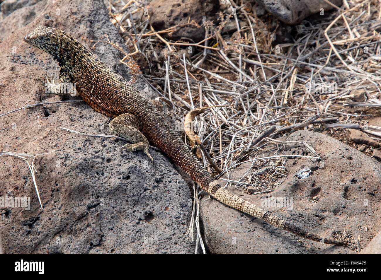 Galapagos lava lizard (Microlophus albemariensis Stock Photo - Alamy