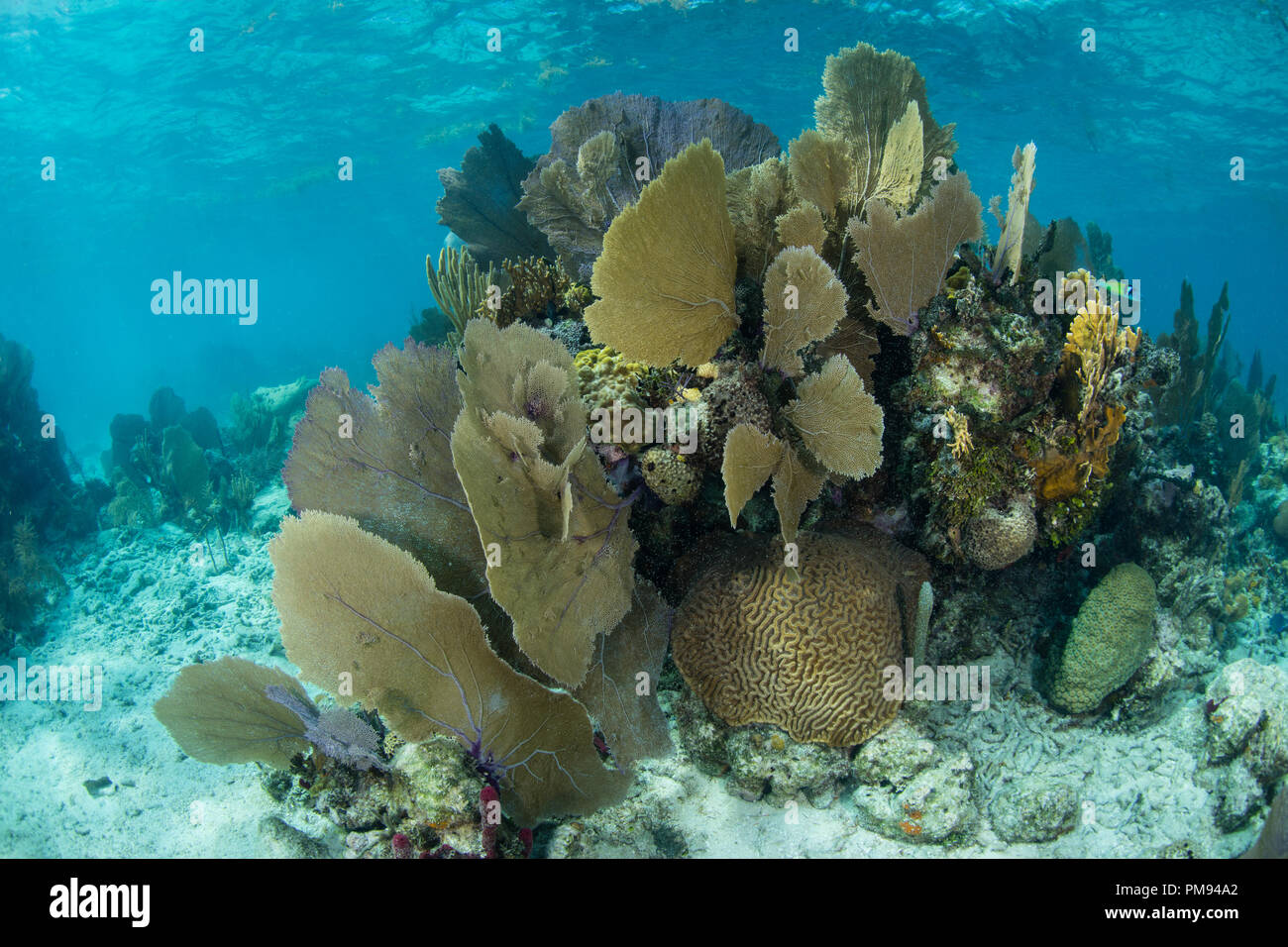 A beautiful coral reef grows along the edge of Turneffe Atoll in the ...