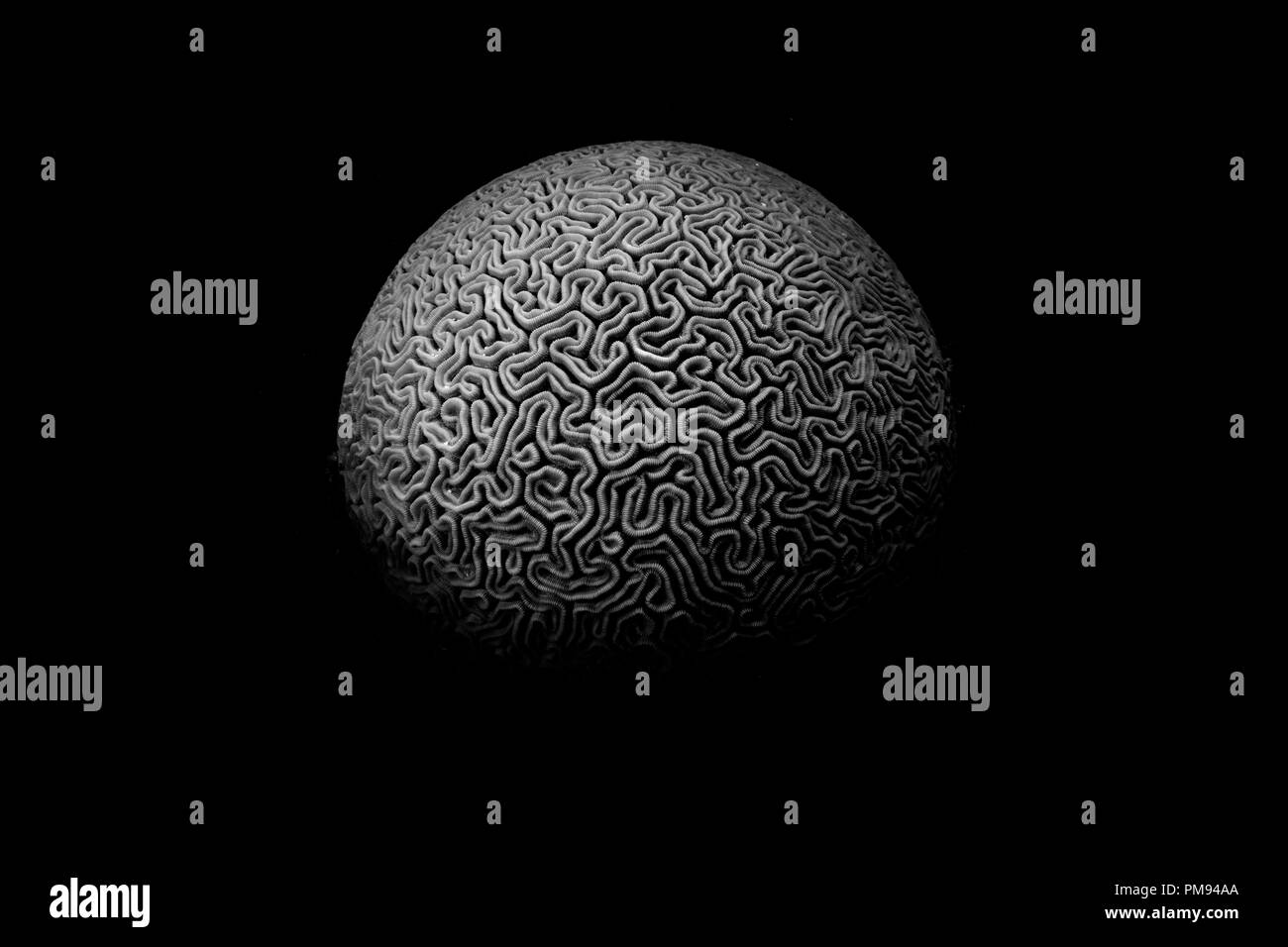 A Grooved Brain coral colony, Diploria labyrinthiformis, grows as an ...