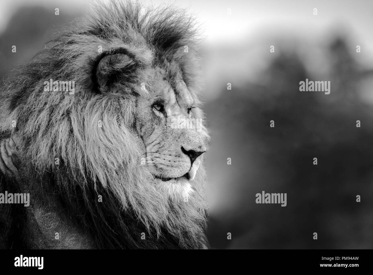 Looking off to side Black and White Stock Photos & Images - Alamy