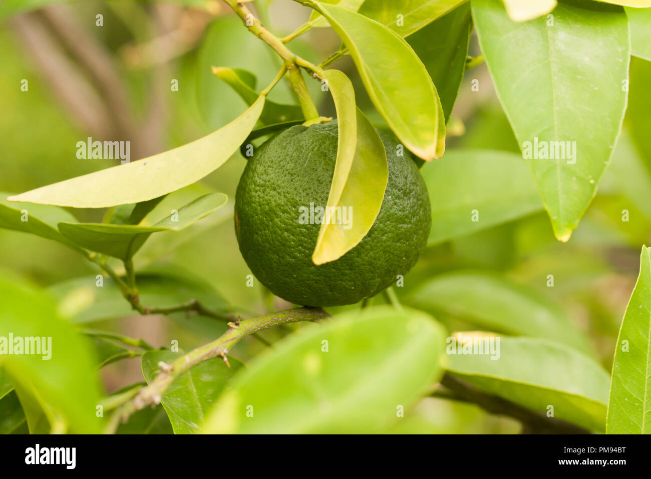 Close up on the unripened fruits of Citrus × sinensis, Botanical Garden ...