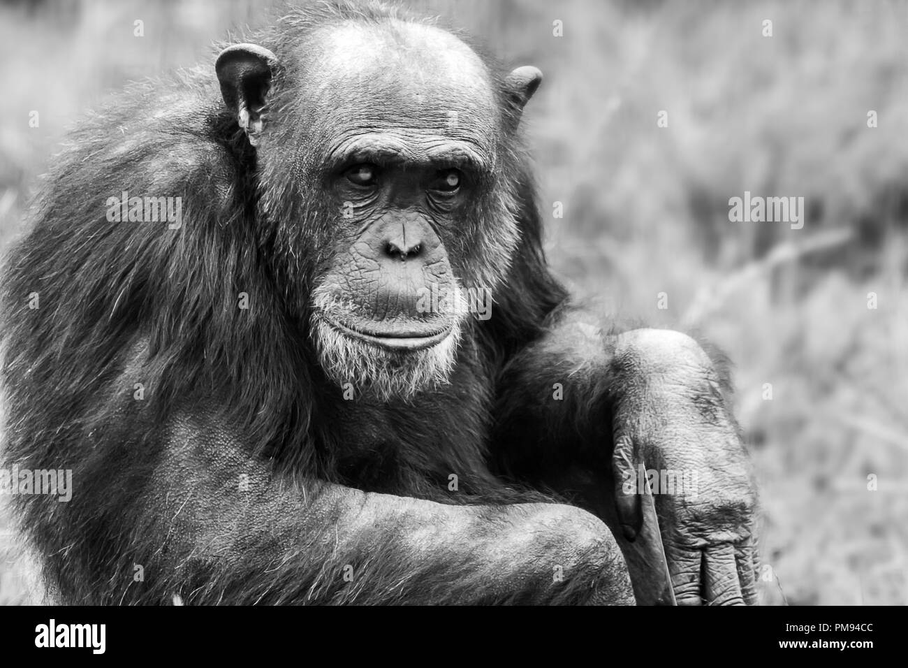 Chimpanzee face hi-res stock photography and images - Alamy