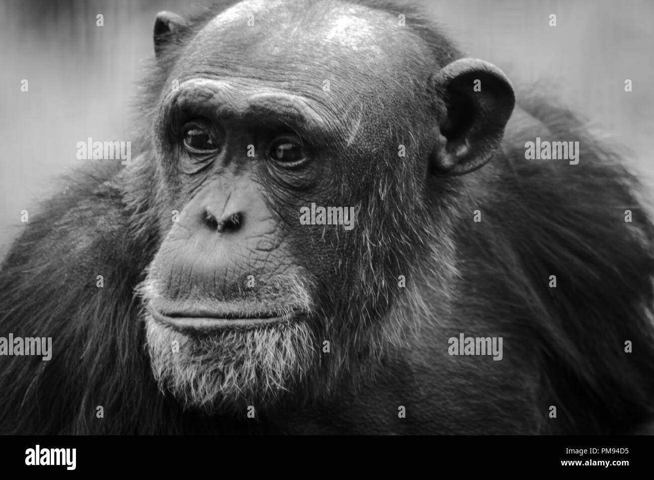 Chimpanzee face hi-res stock photography and images - Alamy