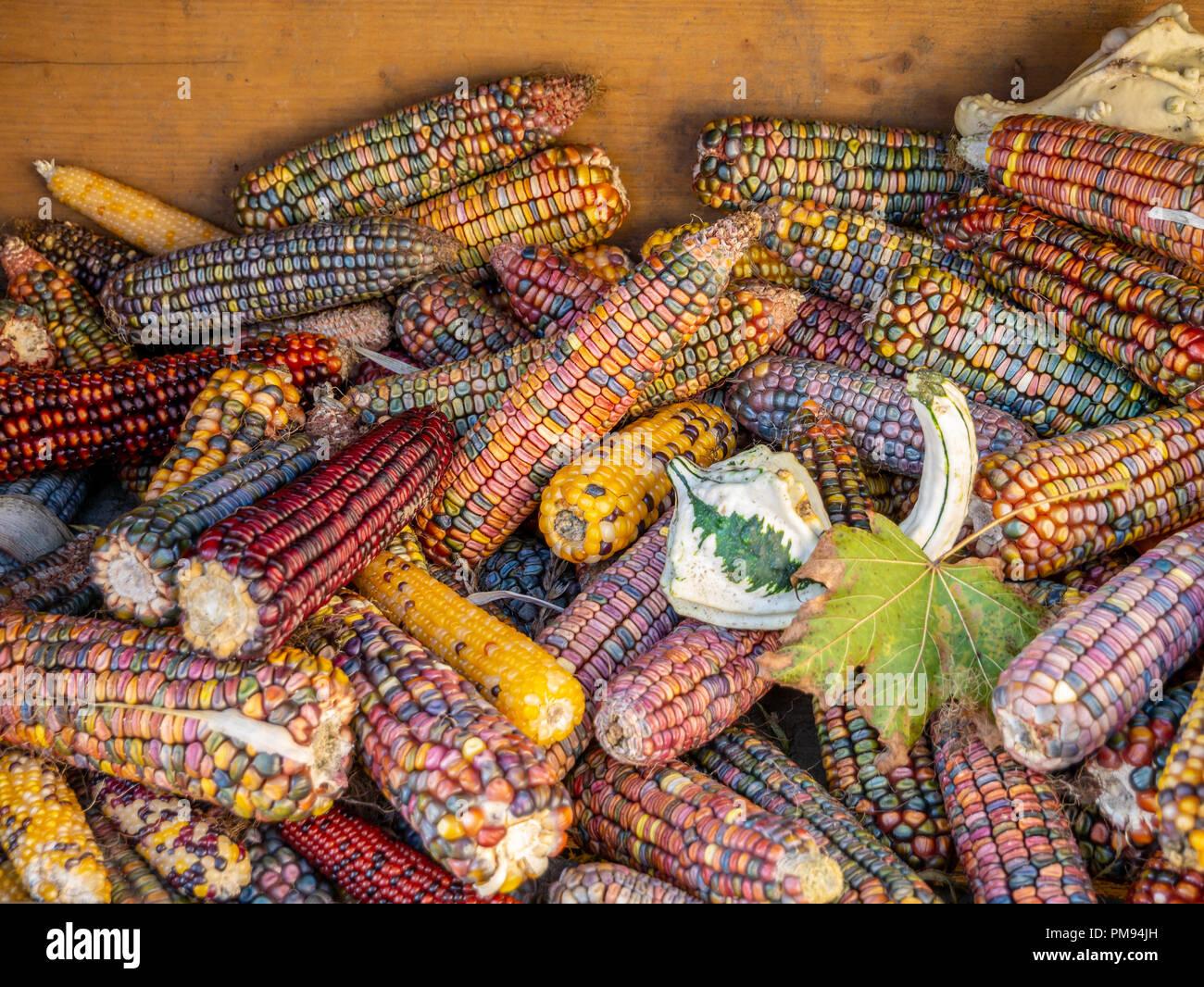 Image of colorful corn close up view Stock Photo - Alamy