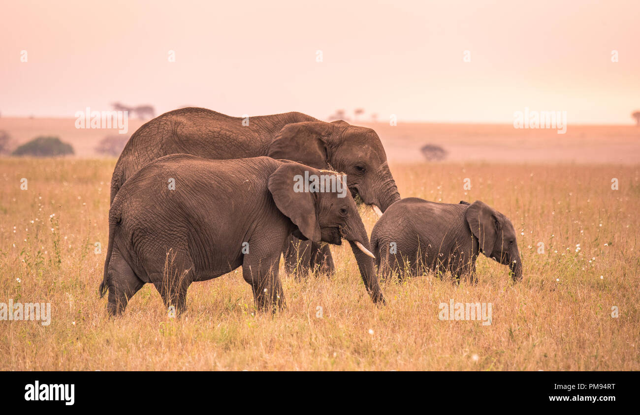 African Elephant Family with young baby Elephant in the savannah of ...