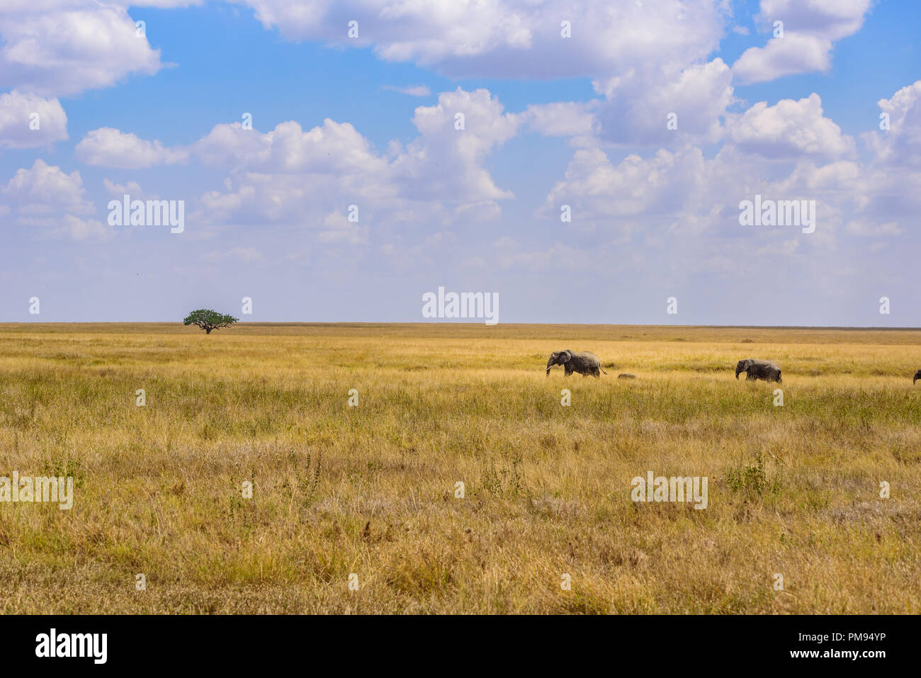 African Elephant Family with young baby Elephant in the savannah of ...