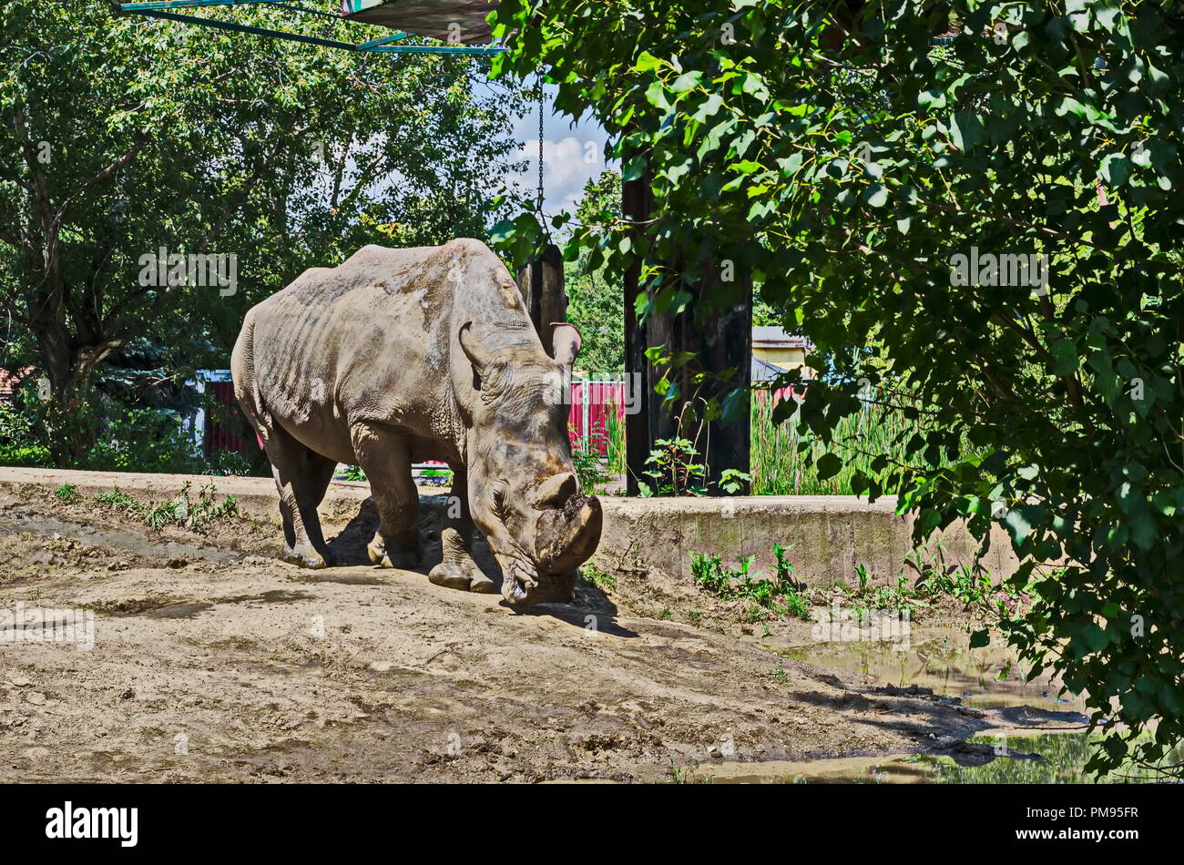 White Rhinoceros or Ceratotherium Simum walk in park, Sofia, Bulgaria ...