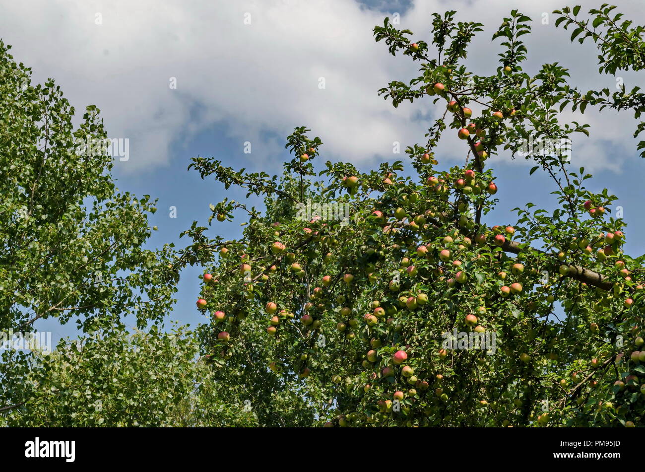 Whole apple tree hi-res stock photography and images - Alamy