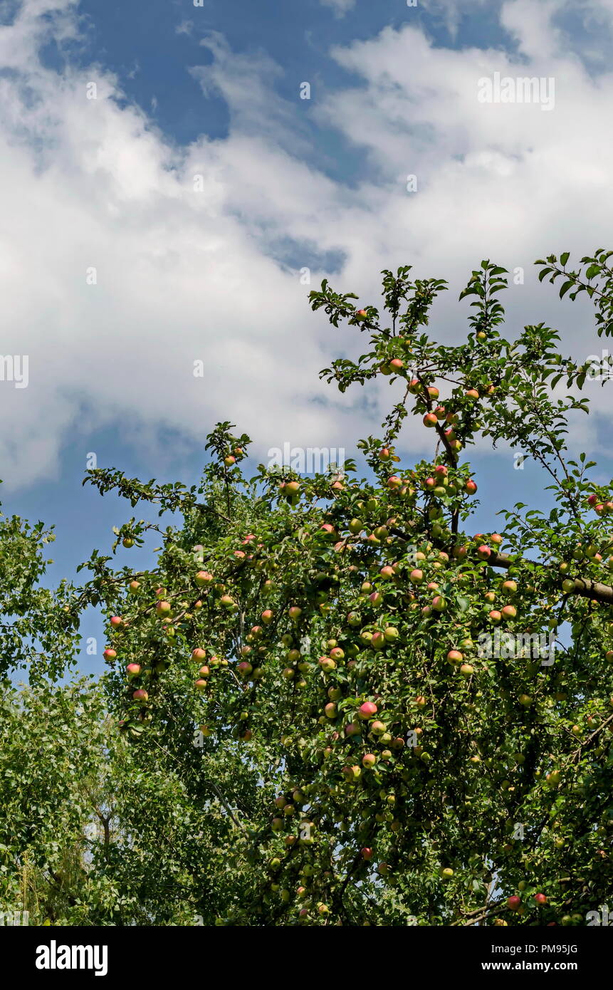 Apple tree and fresh fruits in the garden, Sofia, Bulgaria, Europe ...
