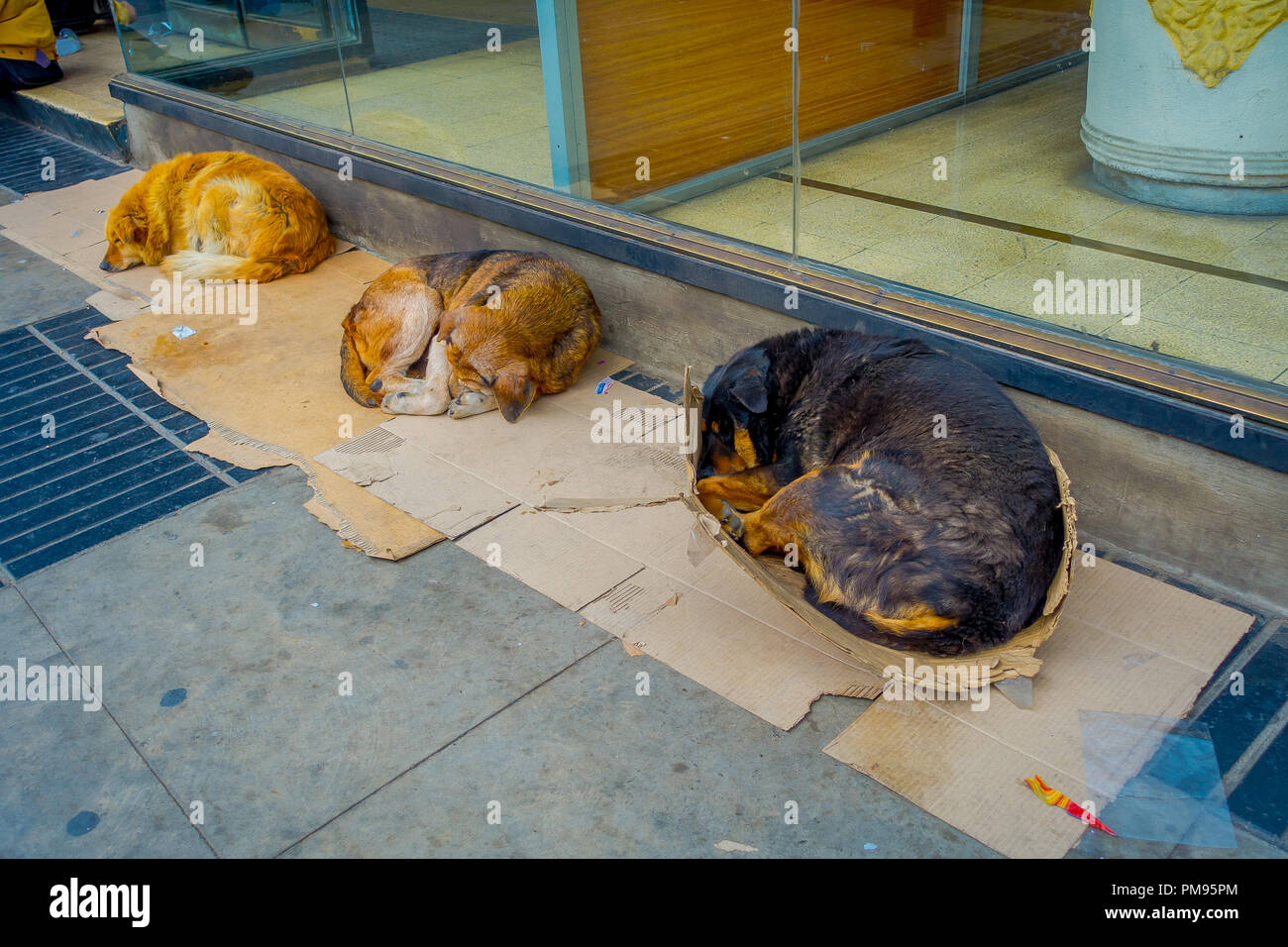Outdoor view of Stray dog sleeps at the sidewalk in a coastal town in ...