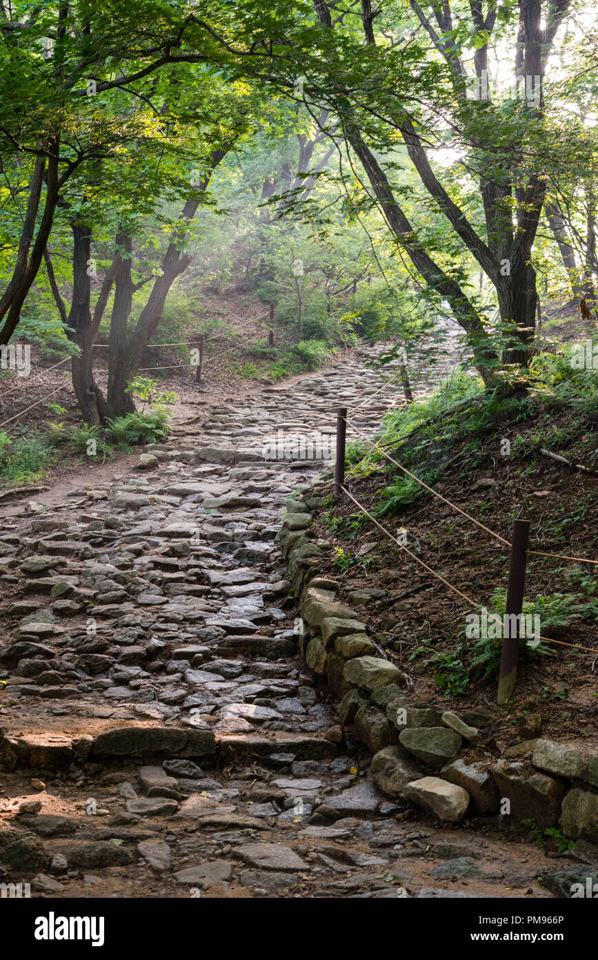 Stone path leading up through the jungle Stock Photo - Alamy