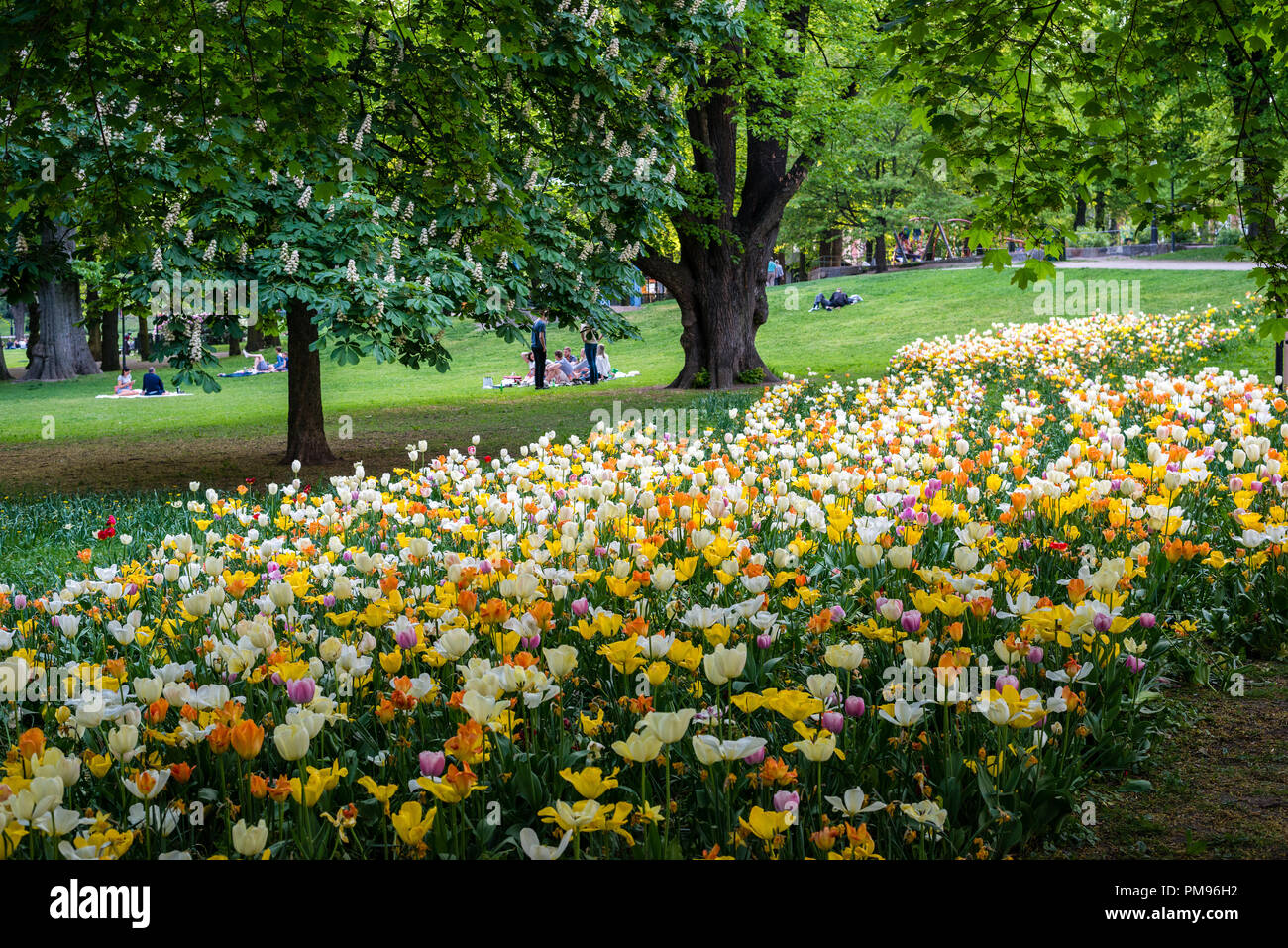 People eating pic-nic in a park with tulips in the summer of stockholm ...