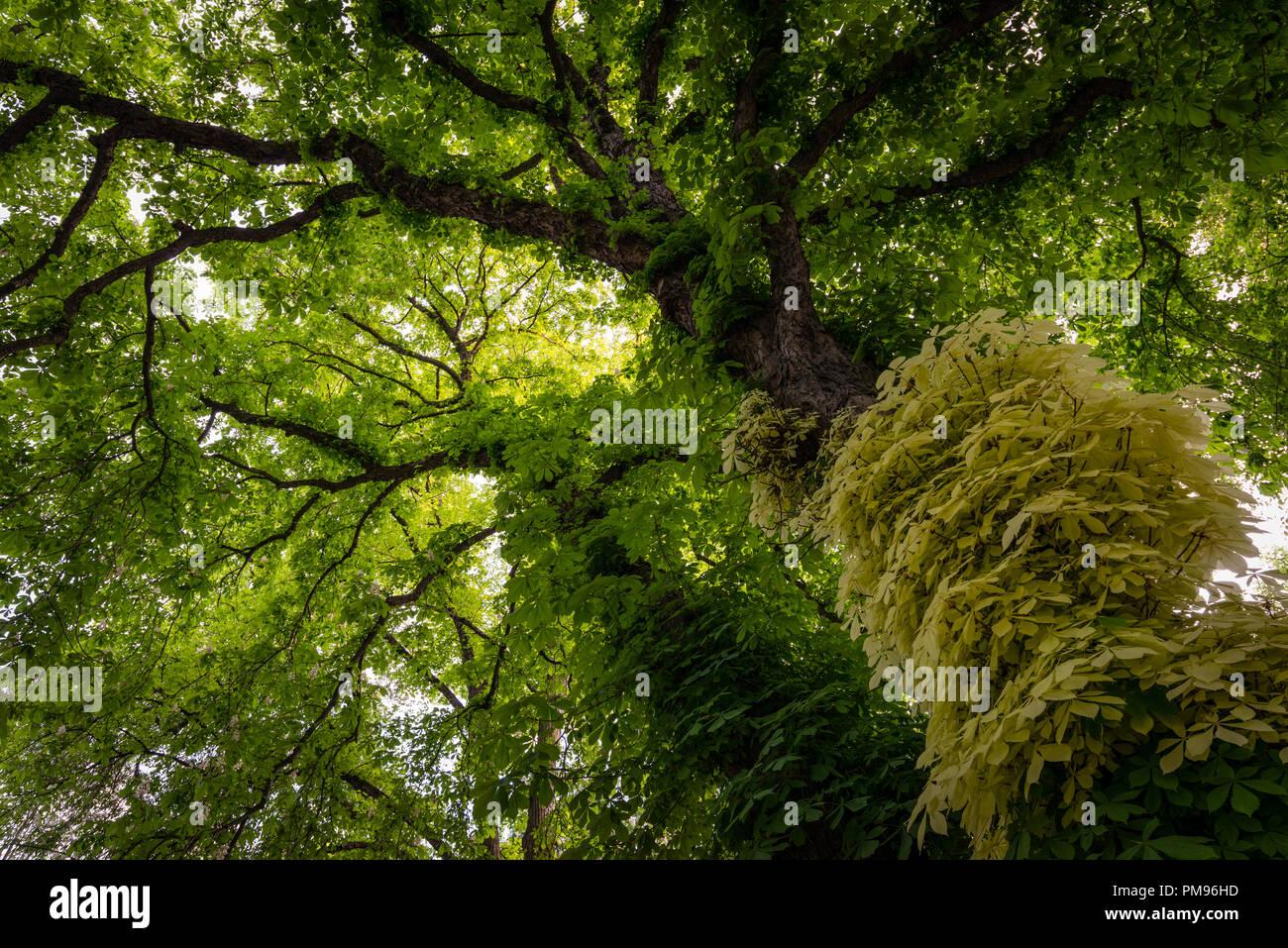 Thick green vegetation in humlegarden in stockholm Stock Photo - Alamy