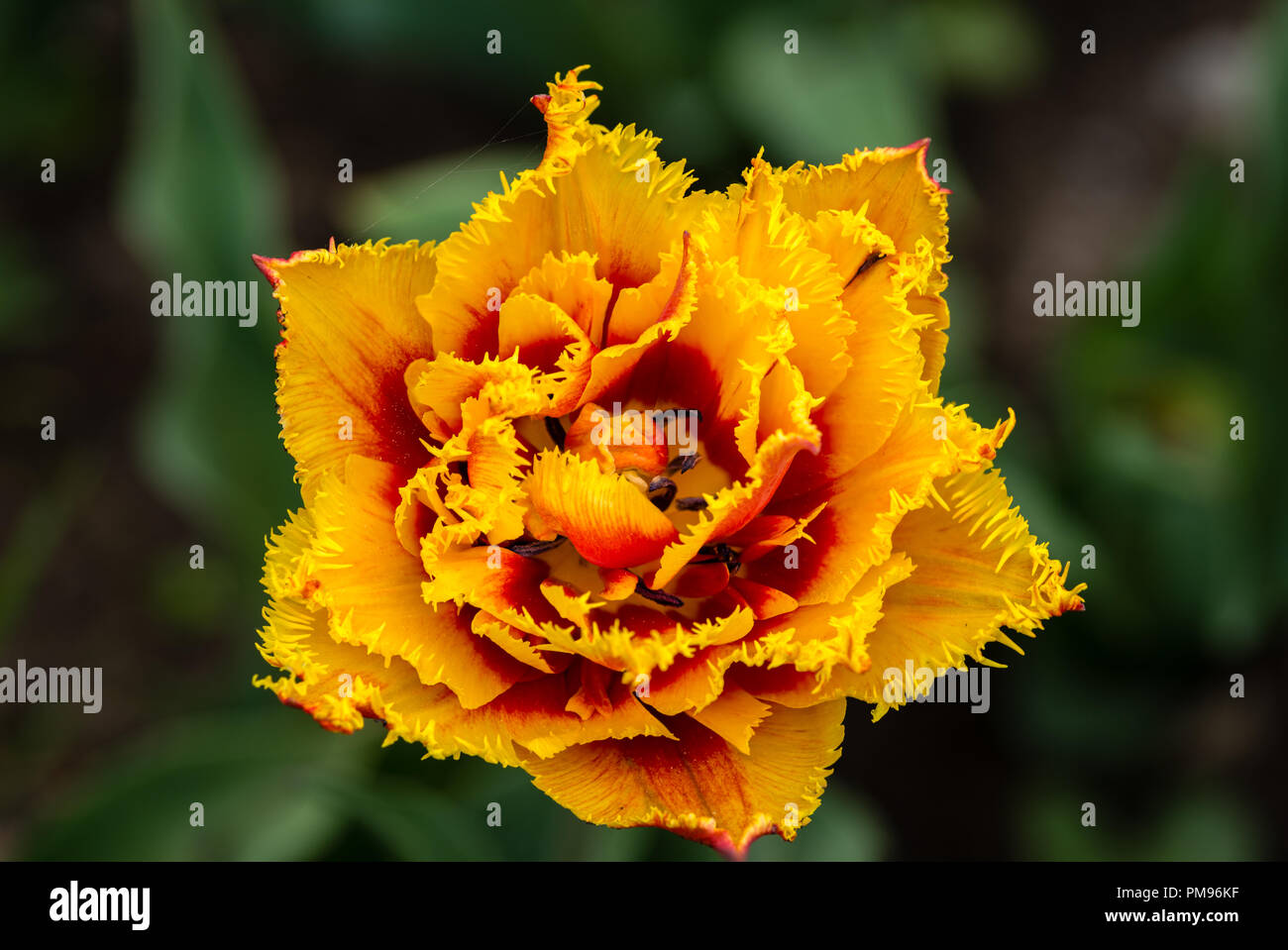 Dragon tulip hi-res stock photography and images - Alamy
