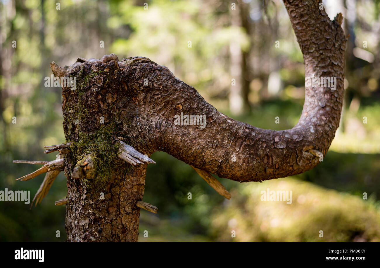 Tree looking like an elephant head Stock Photo - Alamy