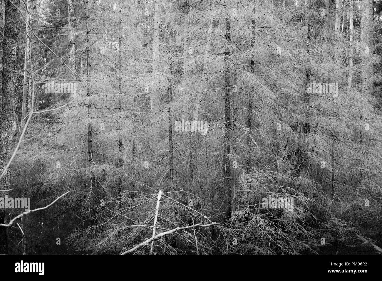Dead trees in the forest Stock Photo - Alamy