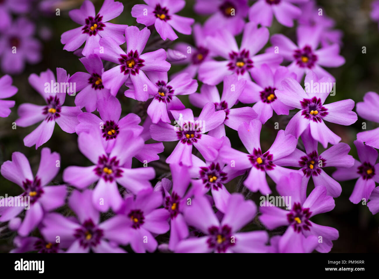 Group of small pink flowers Stock Photo - Alamy