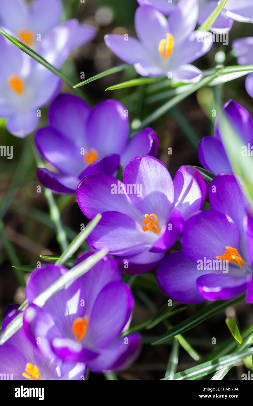 Purple crocus spring flowers Stock Photo - Alamy
