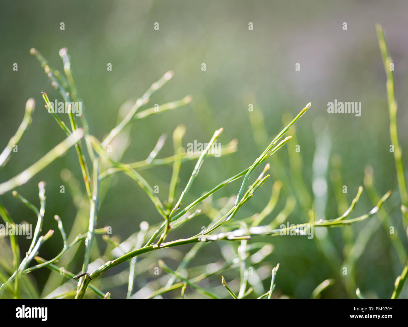 Green weed in forest sunshine Stock Photo - Alamy
