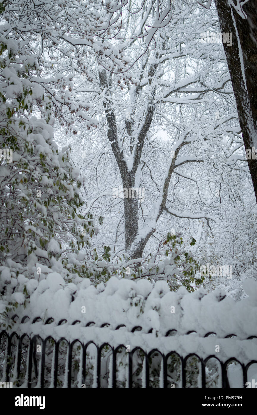 Trees in heavy snowfall Stock Photo - Alamy