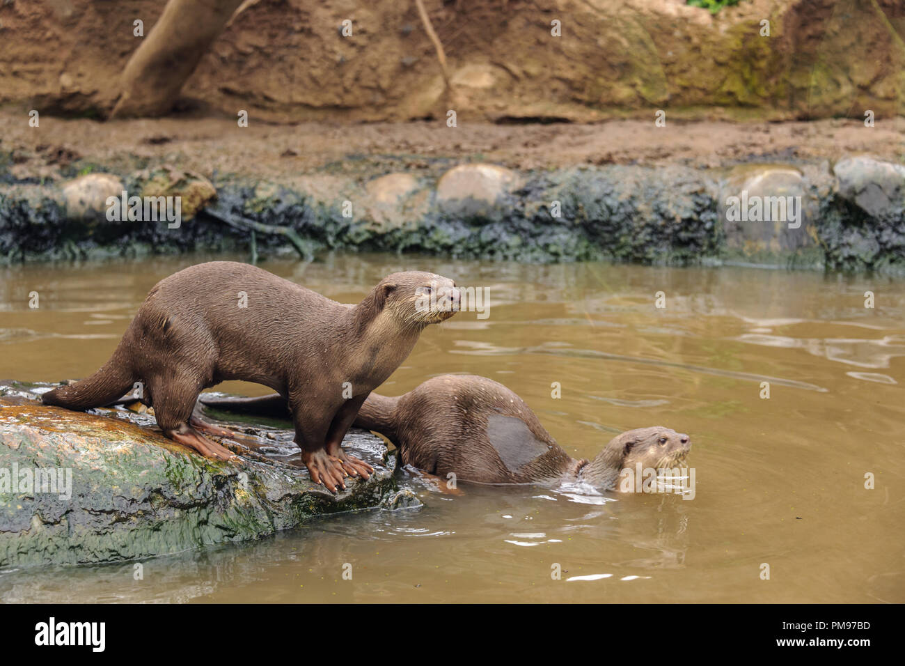 Smooth Coated Otter Stock Photo - Alamy