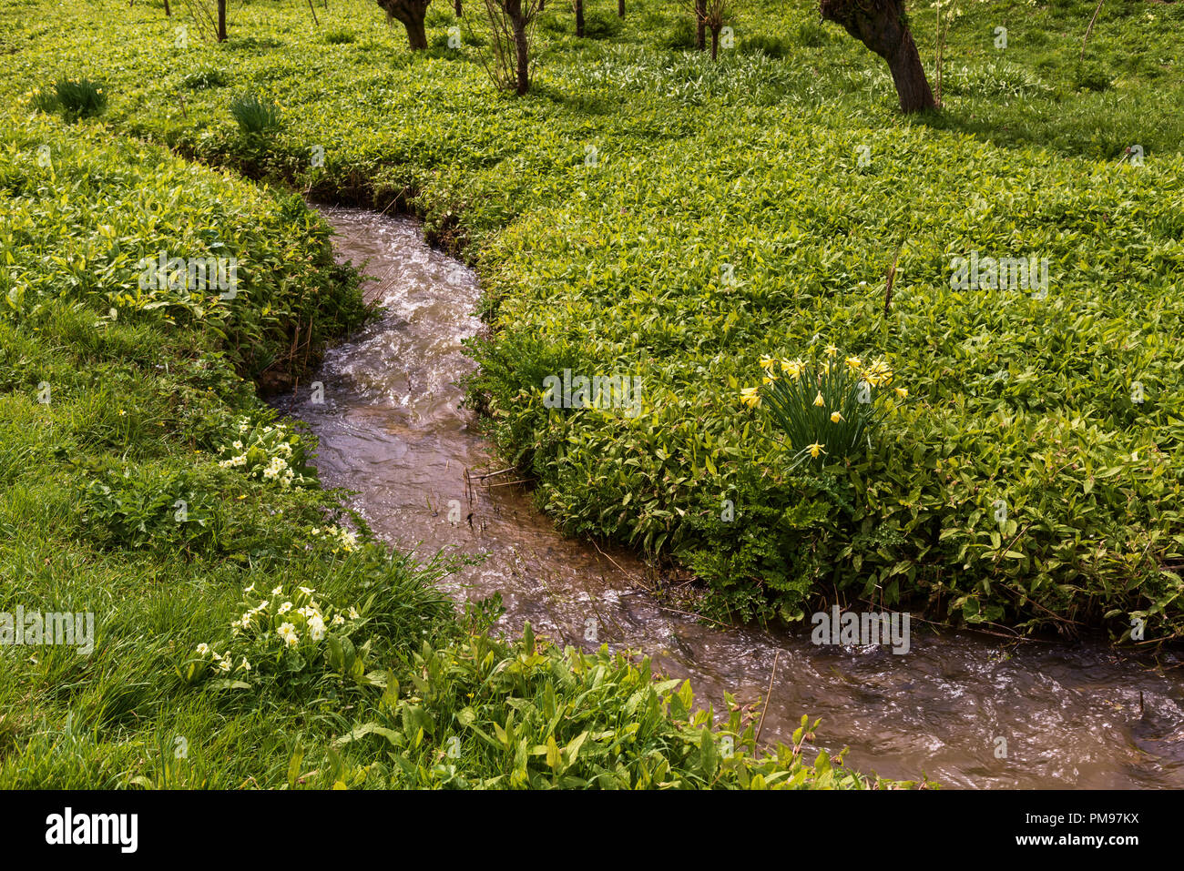 A stream flowing through thick growth of plants and daffodils Stock ...