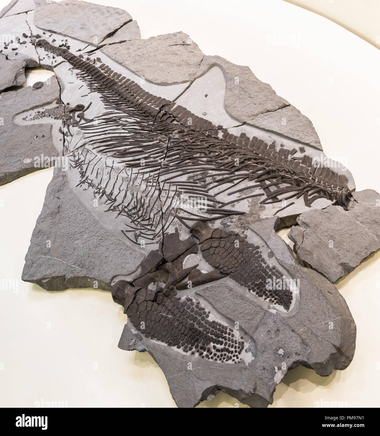 Ichthyosaur fossil hi-res stock photography and images - Alamy