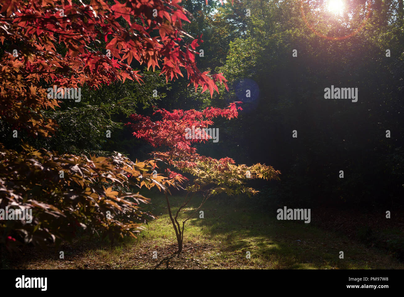 Japanese small tree hi-res stock photography and images - Alamy