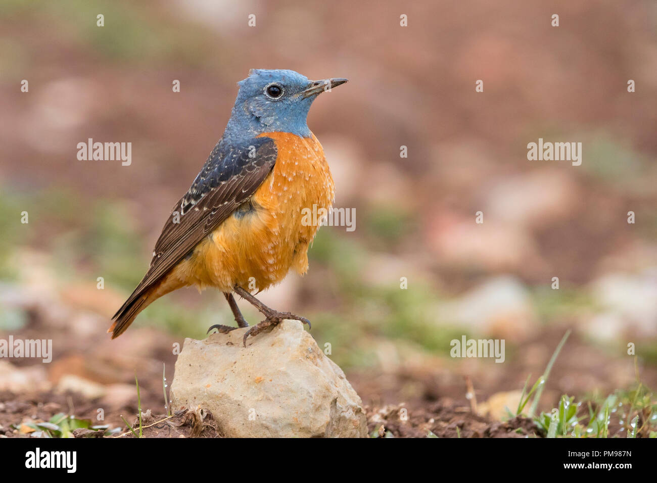 Common rock thrush hi-res stock photography and images - Alamy